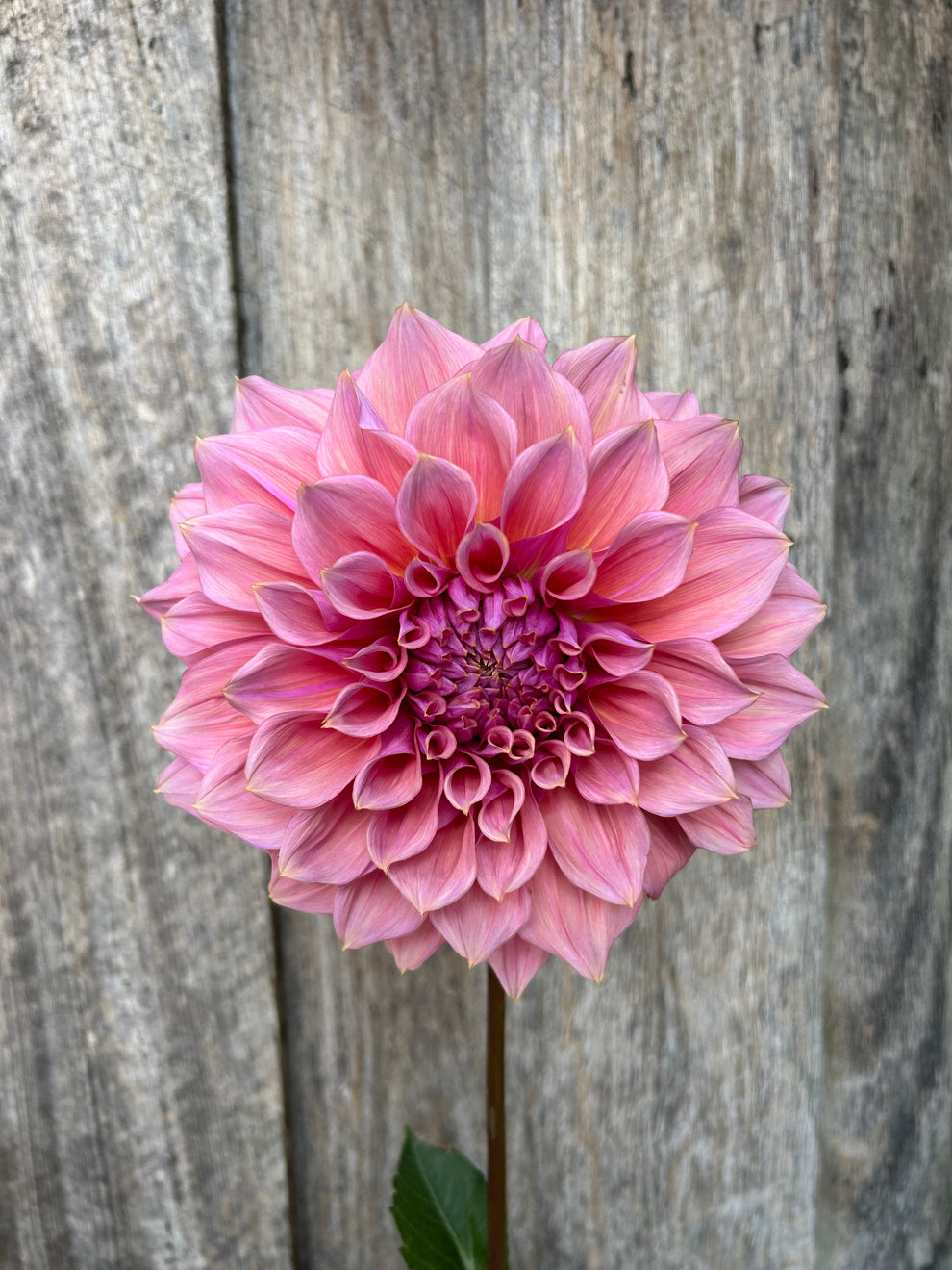 Formby Monarch – Achilles Cut Flowers