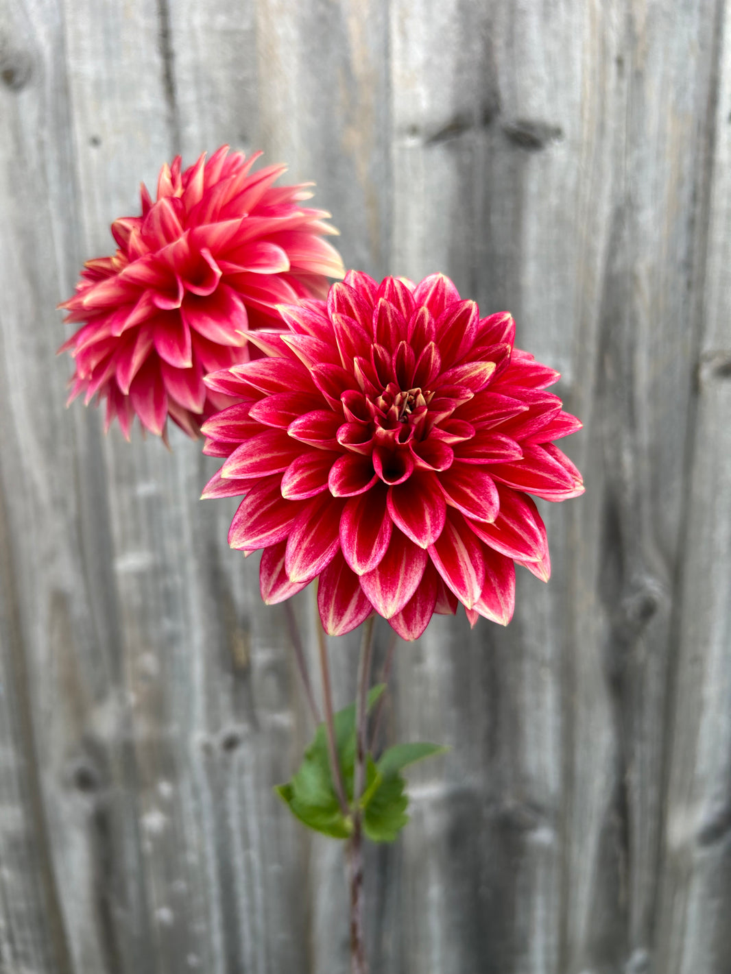 Dahlia tubers – Achilles Cut Flowers