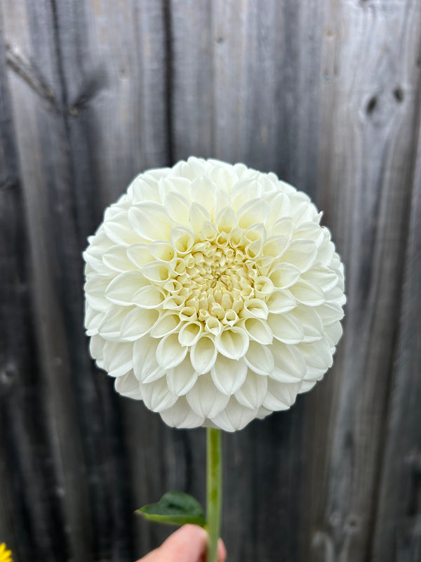 Formby Alpine – Achilles Cut Flowers