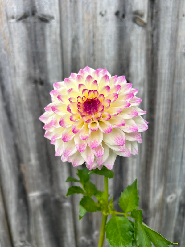 Formby Art – Achilles Cut Flowers